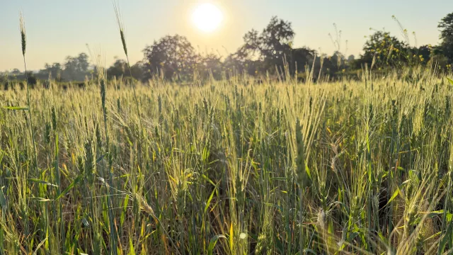 Using Games to Tackle Invasive Species and Complex Environmental ...