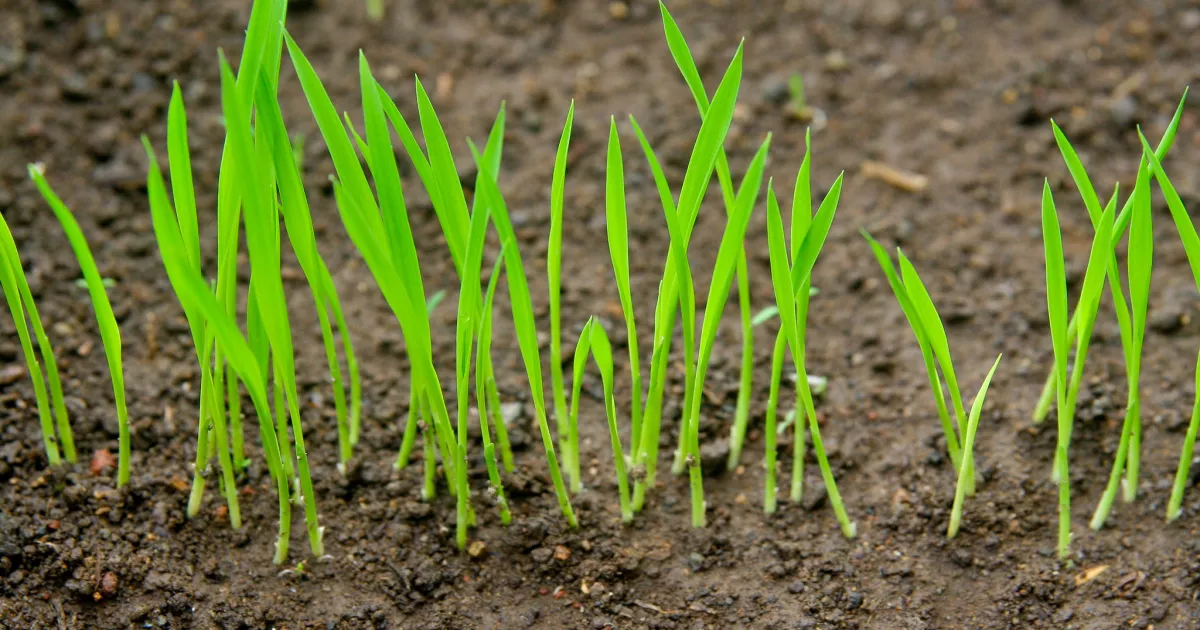 Open access to CGIAR research – next steps with our CGSpace community ...