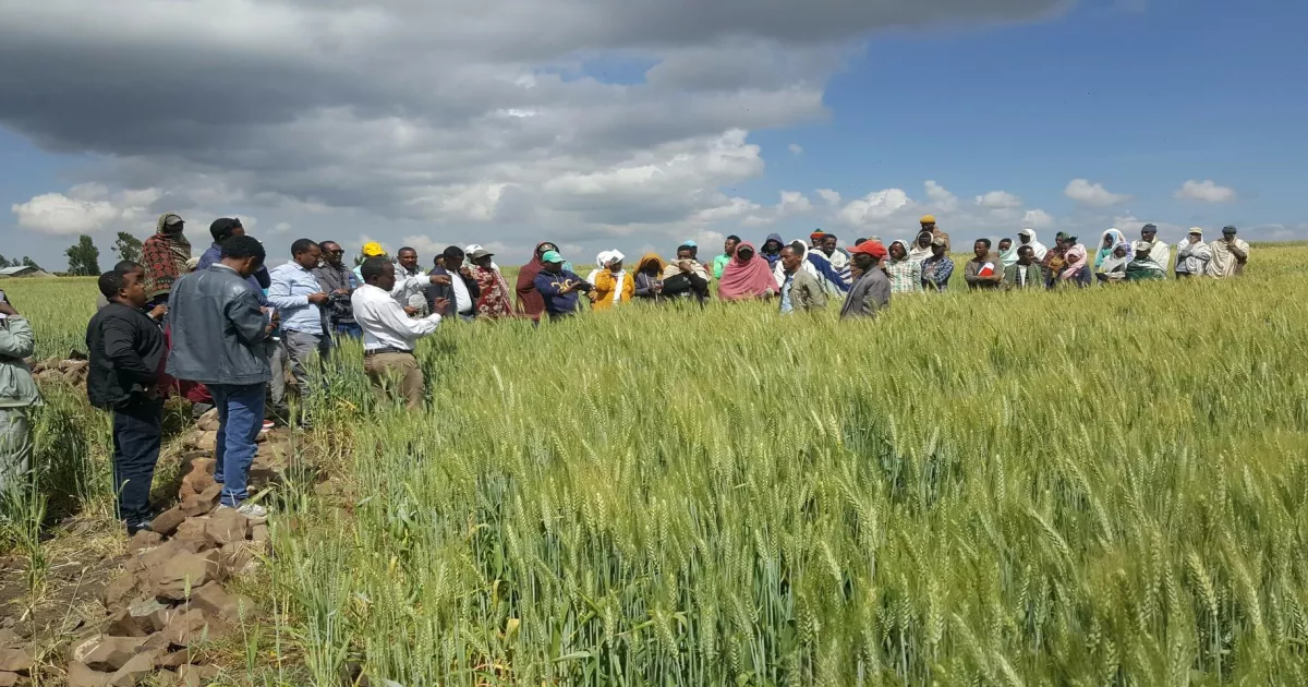 Wheat farmers in Ethiopia achieve up to 38% higher yields with machine ...