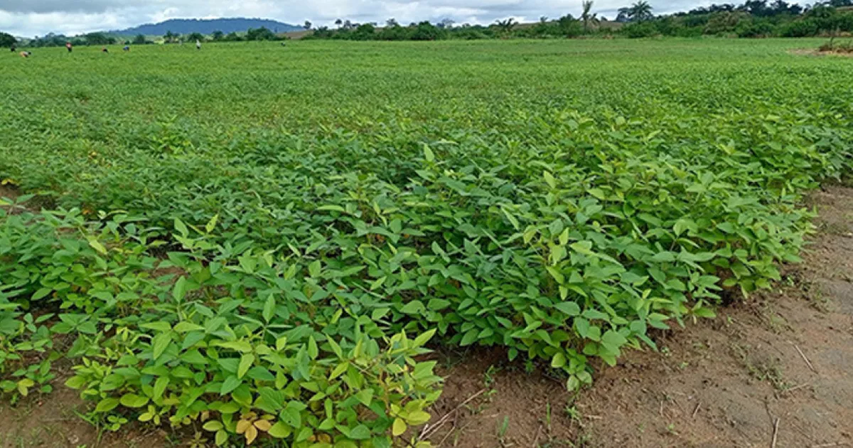 Unlocking Liberia’s soybean market potential for economic growth: Four ...