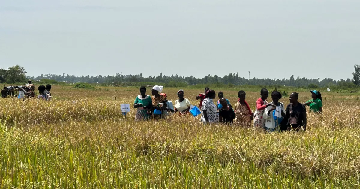 KALRO and IRRI organize Farmers’ Field Day at Siaya County, sharing ...